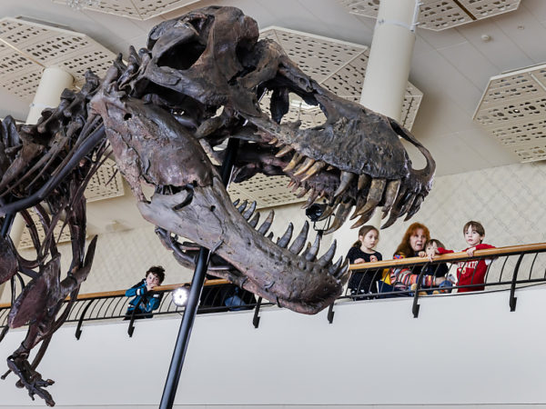 T-Rex-Skelett „Trinity“ für 4,8 Millionen Franken versteigert : Radio BeO